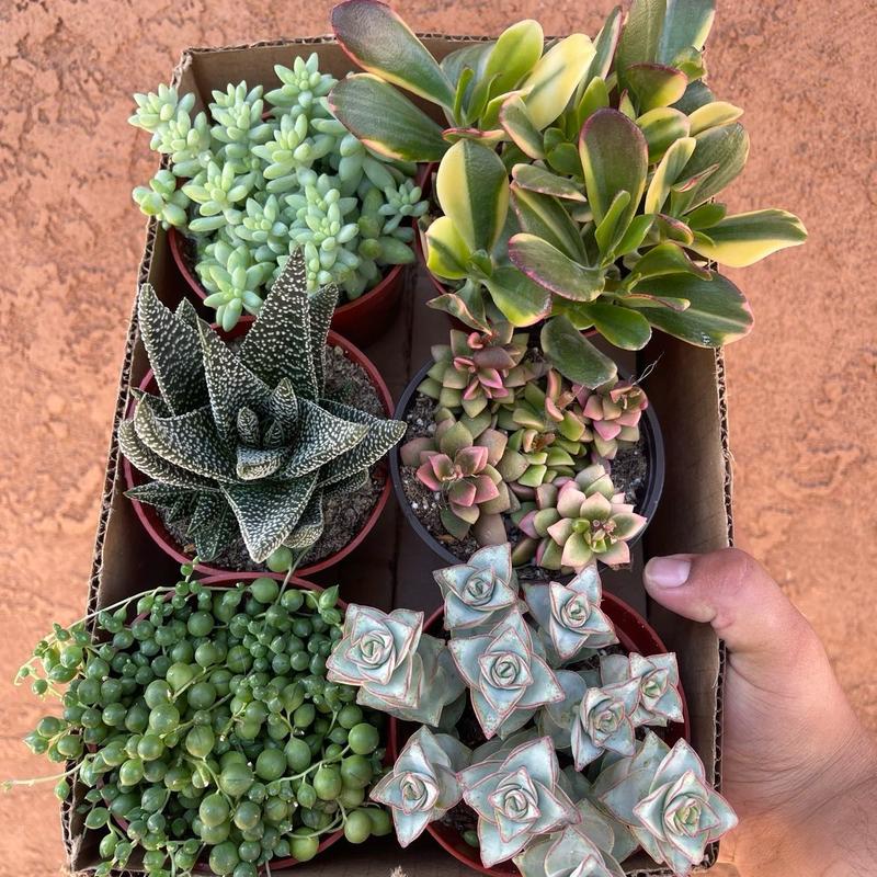 Large Assorted Succulents 6 Pack - Lots Of Varieties - TikTok Shop