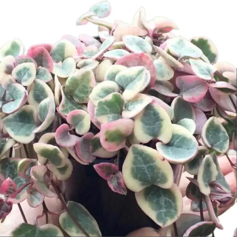 6” Rare Varigated String of Hearts Plant Decor Decorative Hanging ...