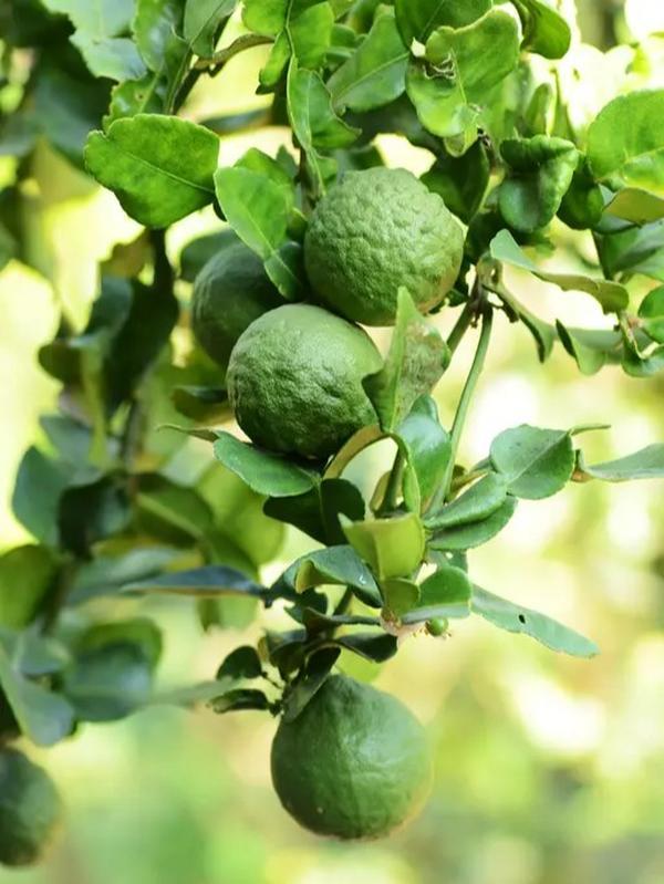 Kaffir Lime Tree - Citrus Hystrix Makrut in 1/2 Gal Pot, Kieffer ...