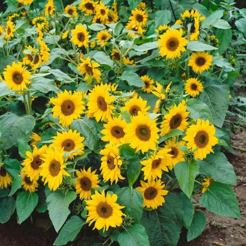 Organic Dwarf Incredible Sunflower (Helianthus annuus 'Dwarf - TikTok Shop