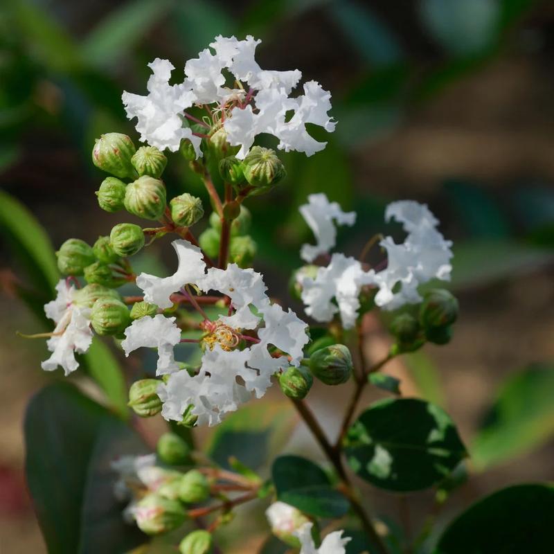 Petite Snow™ Dwarf Crape Myrtle - TikTok Shop