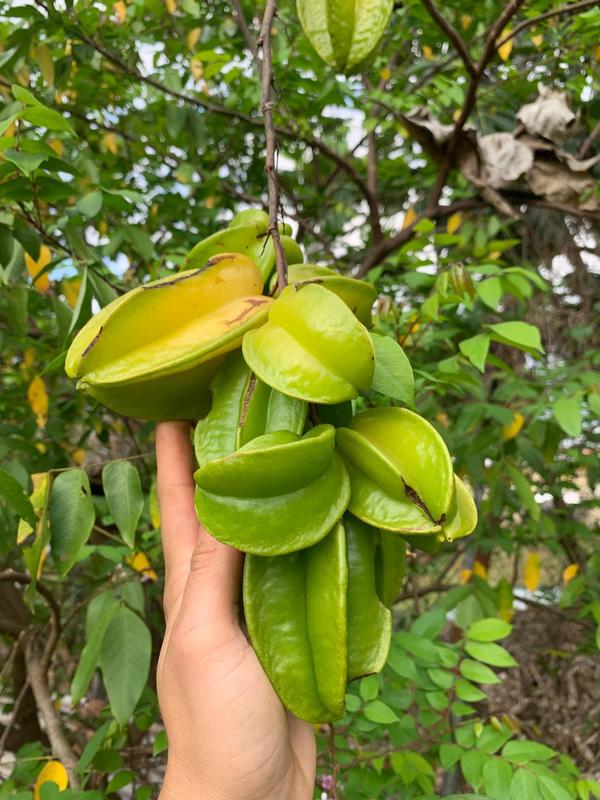 STARFRUIT (averrhoa Carambola) live fruit tree Live Fruit Tree - TikTok ...