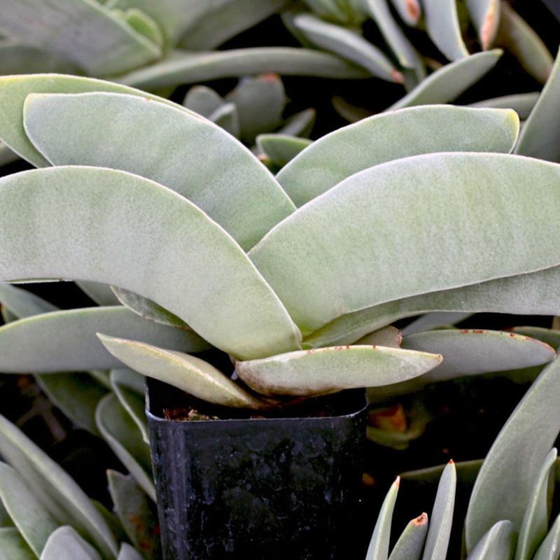 Propeller Plant Succulent, Live Succulent Plant - TikTok Shop