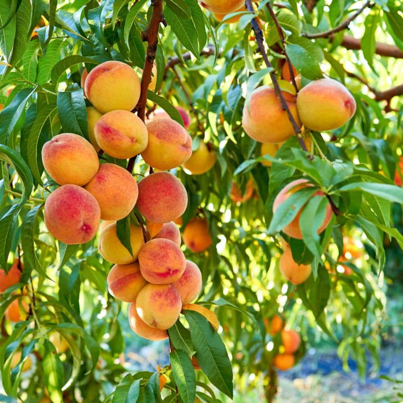 1 Belle of Georgia Peach Tree, Peach Tree Grafted Live Plant - TikTok Shop