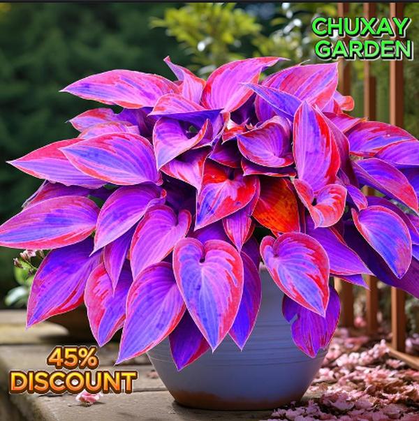 Queen's Crown 200 Seeds Purple Blue Hosta Mixed Plantaginea-Fragrant ...