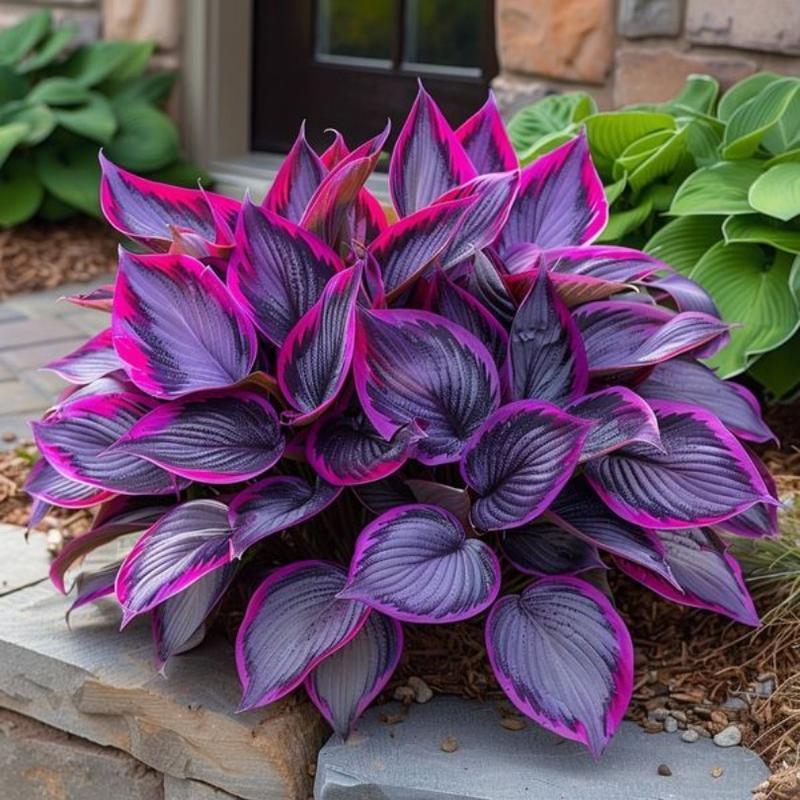 800 Rare Hosta Seeds Perennial Shade Garden Plant Easy to Grow - TikTok ...