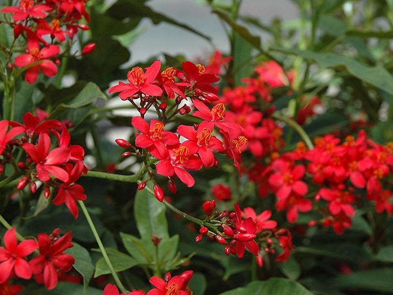 LIVE PLANT 3ft Jatropha integerrima Peregrina Spicy jatroph - TikTok Shop
