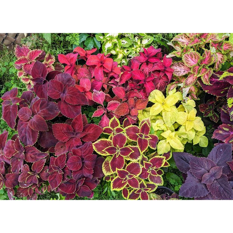 Coleus (seeds) Wizard Mix - TikTok Shop